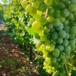 Vesuvius wine tasting with company tour - The Practicalities: What You Should Know