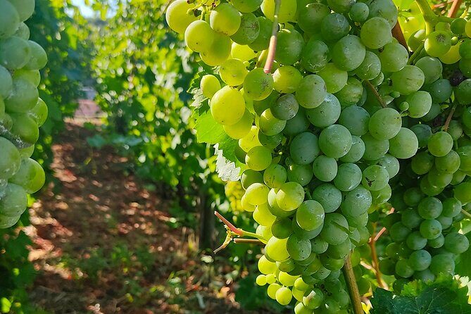 Vesuvius wine tasting with company tour - The Practicalities: What You Should Know