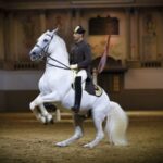 Vienna: Spanish Riding School 45-Minute Performance Show - Practical Tips for Visitors