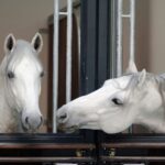 Vienna Spanish Riding School Guided Tour - Key Points