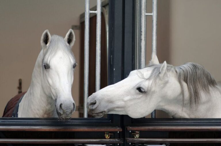 Vienna Spanish Riding School Guided Tour - Key Points