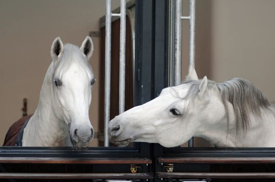 Vienna Spanish Riding School Guided Tour - Key Points