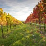 Vienna: Vienna Woods Tour with Underground Lake and Wine - Who Guides This Tour?