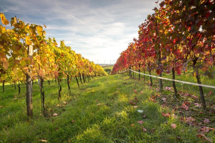 Vienna: Vienna Woods Tour with Underground Lake and Wine - Who Guides This Tour?