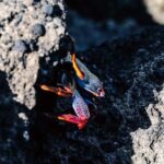 Vila Franca Islet: Biologist Guided Boat Around Eco Tour - Overview of the Experience