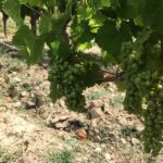 Vineyard cycle tours in and around Chinon, in the Loire Valley - A Deep Dive into the Chinon Vineyard Cycle Tour