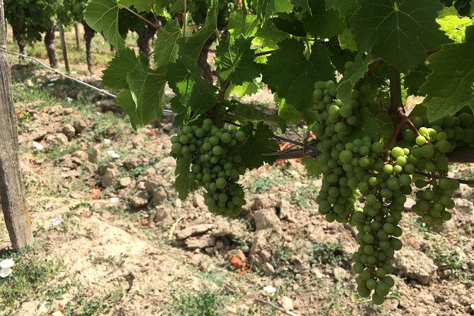 Vineyard cycle tours in and around Chinon, in the Loire Valley - A Deep Dive into the Chinon Vineyard Cycle Tour