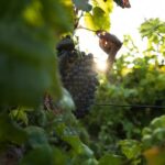 Vineyard tour with wine tasting and local products - The Tasting Experience