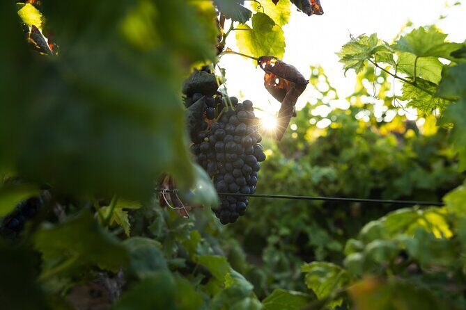 Vineyard tour with wine tasting and local products - The Tasting Experience