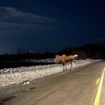 Vip Aurora Adventure from Fairbanks - Final Thoughts