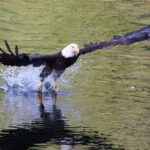VIP Private Alaska Native Excursion (Cultural, Scenic Experience) - Frequently Asked Questions