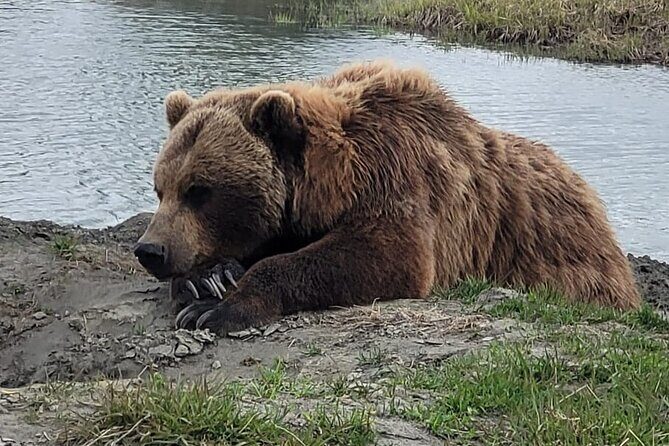 VIP Tour from Anchorage to Alaska Wildlife Conservation Center - A Deep Dive into the Experience