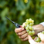 Visit and wine tasting at Tenuta La Cà - Authenticity and Value