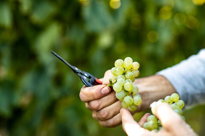 Visit and wine tasting at Tenuta La Cà - Authenticity and Value
