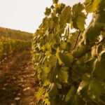 Visit Coastal Vineyard - The Setup and Itinerary
