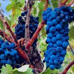 Visit Cuenca and a Vineyard in Spanish Tuscany from Madrid - Visiting the Cathedral of Saint Mary and Saint Julian