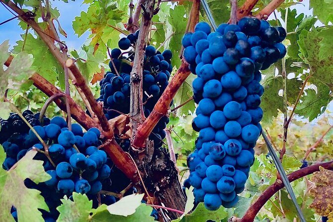 Visit Cuenca and a Vineyard in Spanish Tuscany from Madrid - Visiting the Cathedral of Saint Mary and Saint Julian