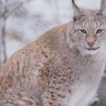 Visit Ranua Wildlife Park with Photographer - Practical Details and Considerations