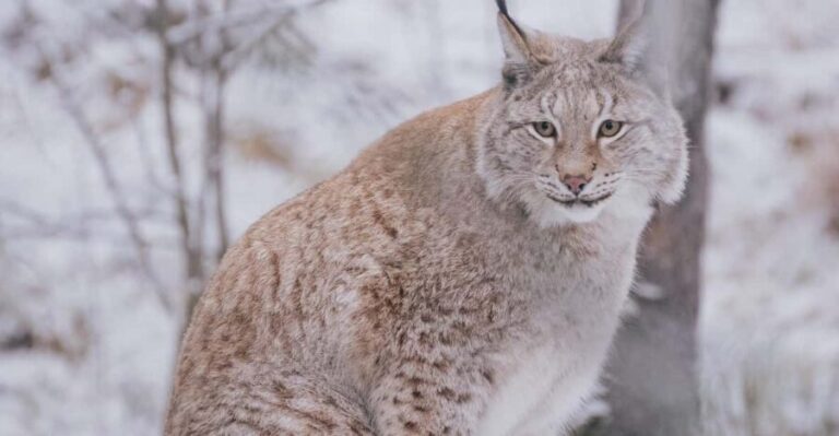 Visit Ranua Wildlife Park with Photographer - Practical Details and Considerations