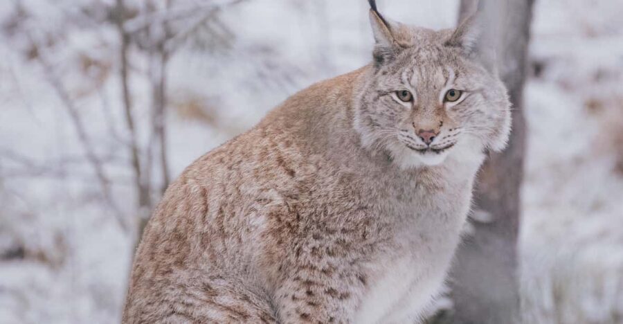 Visit Ranua Wildlife Park with Photographer - Practical Details and Considerations