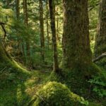 Visit Snoqualmie waterfall and an old Forest (Transport Included) - What to Expect on the Itinerary