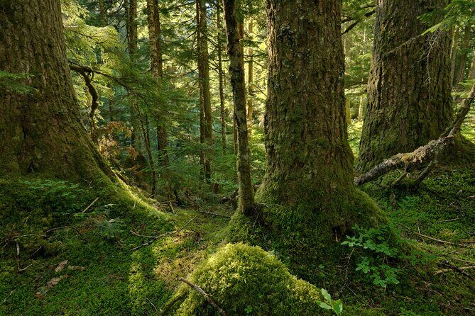 Visit Snoqualmie waterfall and an old Forest (Transport Included) - What to Expect on the Itinerary