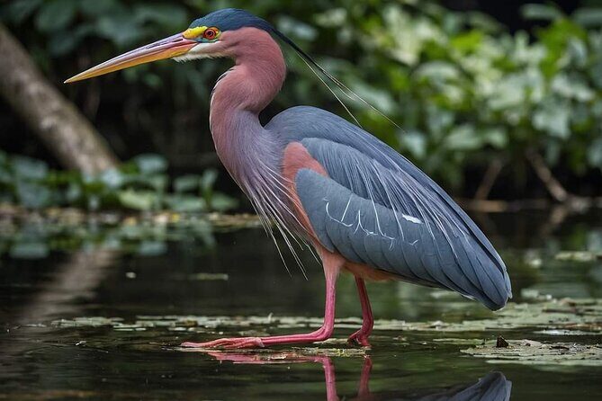 Visit the Everglades in French with Transfer and 1h30 Airboat - The Itinerary in Detail: What Makes Each Stop Special