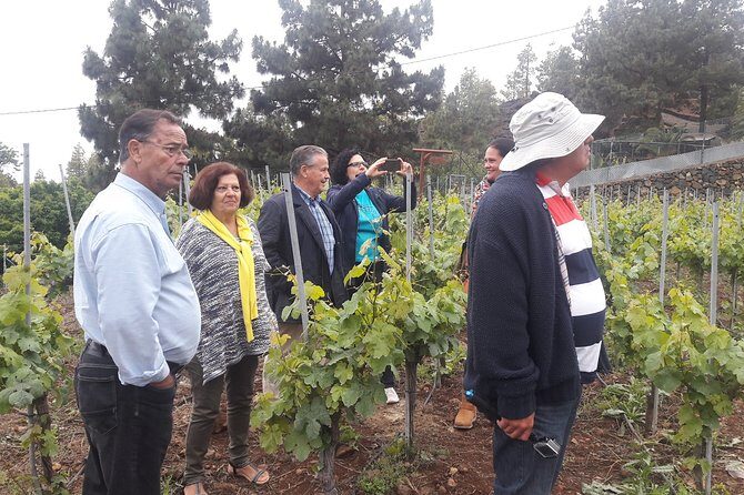 Visit to Arafo Mountain Vineyard and Organic Wine Tasting - Why This Tour Is a Good Investment
