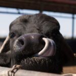 Visit to the Bufale and Dairy farm with cheese tasting - What the Experience Means for You