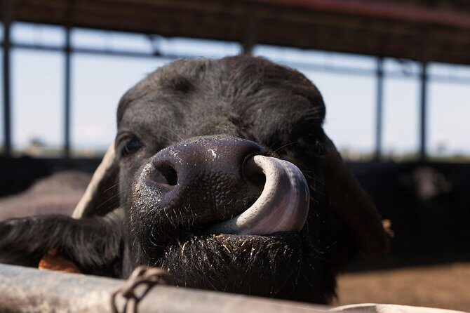 Visit to the Bufale and Dairy farm with cheese tasting - What the Experience Means for You
