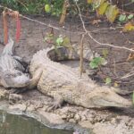 Visit to the Everglades in French - What Makes This Tour Stand Out?