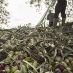 Visit to the olive grove, oil tasting and lunch at the farm - Visiting the Oil Mill