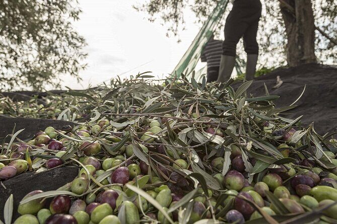 Visit to the olive grove, oil tasting and lunch at the farm - Visiting the Oil Mill