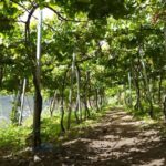 Visiting local Vineyard With Wine Tasting & Lunch included - Vineyard Visits & Wine Tasting