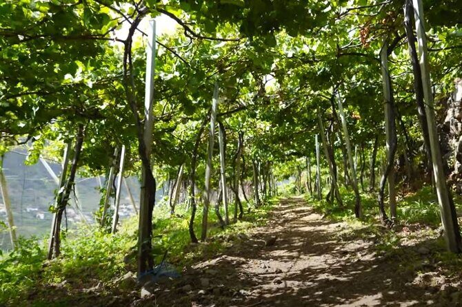Visiting local Vineyard With Wine Tasting & Lunch included - Vineyard Visits & Wine Tasting
