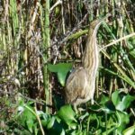 Waccamaw River Nature and Wildlife Tour - Authentic Insights from Travelers