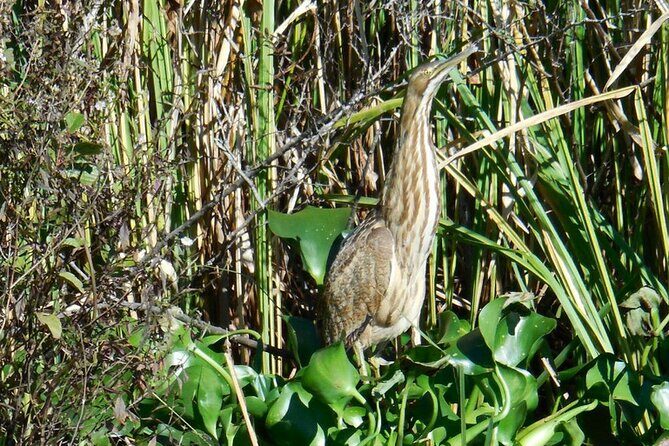 Waccamaw River Nature and Wildlife Tour - Authentic Insights from Travelers