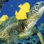 Waikiki Beach: Turtle Snorkeling and Sailing on Hwea - The Itinerary: What Makes It Special?
