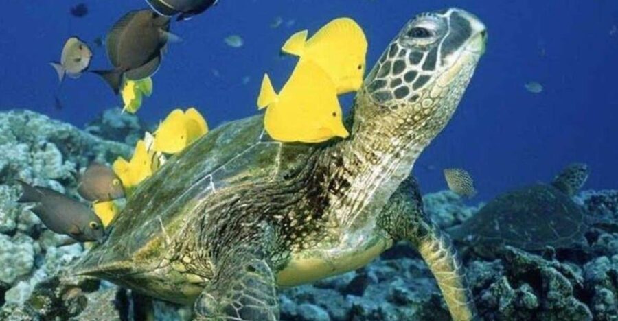 Waikiki Beach: Turtle Snorkeling and Sailing on Hwea - The Itinerary: What Makes It Special?