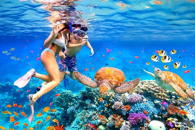 Waikiki Catamaran Escape: Snorkel with Turtles & Water Sports Fun - Wildlife and Marine Encounters