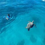 Waikiki: Sea Turtle Snorkeling, Small Group Boat Tour - What Makes This Tour Stand Out?