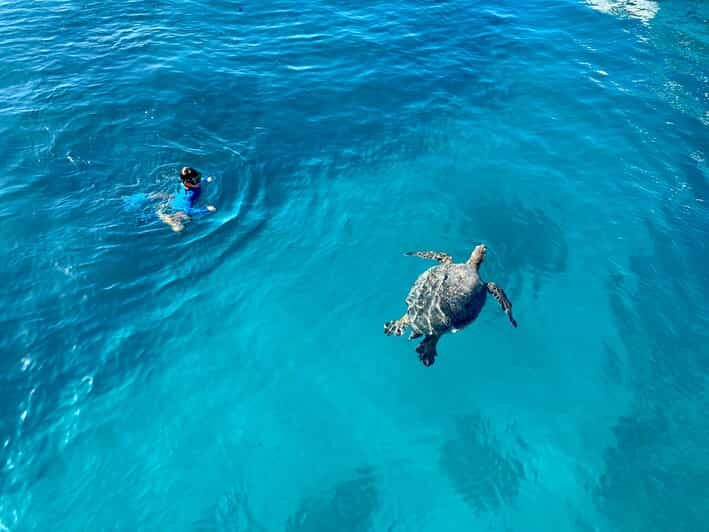 Waikiki: Sea Turtle Snorkeling, Small Group Boat Tour - What Makes This Tour Stand Out?