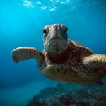 Waikiki small group turtle snorkeling & sailing - The Itinerary in Detail