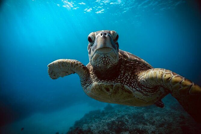 Waikiki small group turtle snorkeling & sailing - The Itinerary in Detail