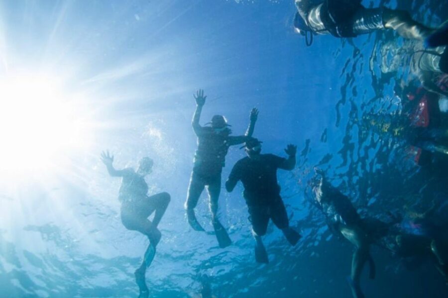 Waikiki: Snorkel Tour with Hawaiian Green Sea Turtles - What Travelers Are Saying