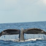 Waikiki Sunset Cruise Catamaran Boat Tour on Oahu - Authentic Perspectives from Travelers