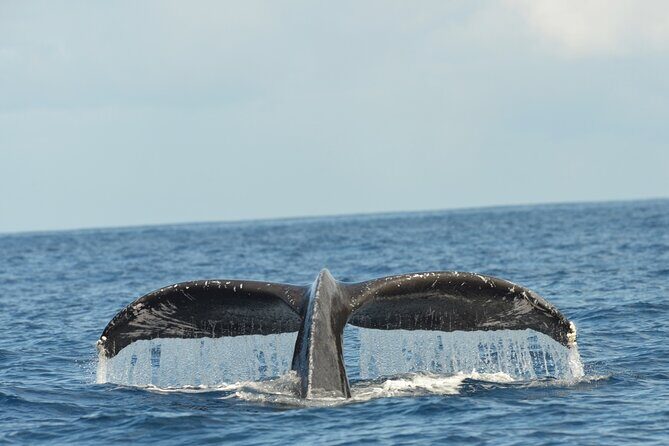 Waikiki Sunset Cruise Catamaran Boat Tour on Oahu - Authentic Perspectives from Travelers