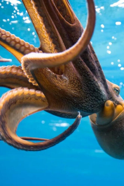 Waikiki: Sunset Snorkeling Adventure - Who Is This Tour Best For?