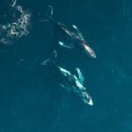 Waikiki Whale Watching Cruise - The Scenic Backdrop and Photo Opportunities