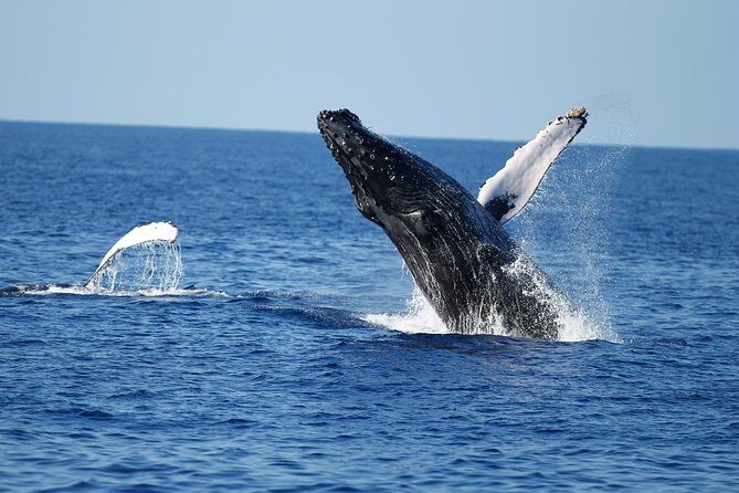 Waikiki Whale Watching Cruise with Snack & Hula Entertainment - The Experience: What You Can Expect